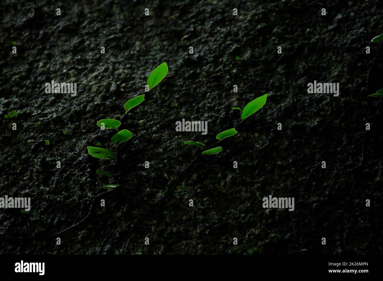 Creepers on rocks hi-res stock photography and images - Alamy