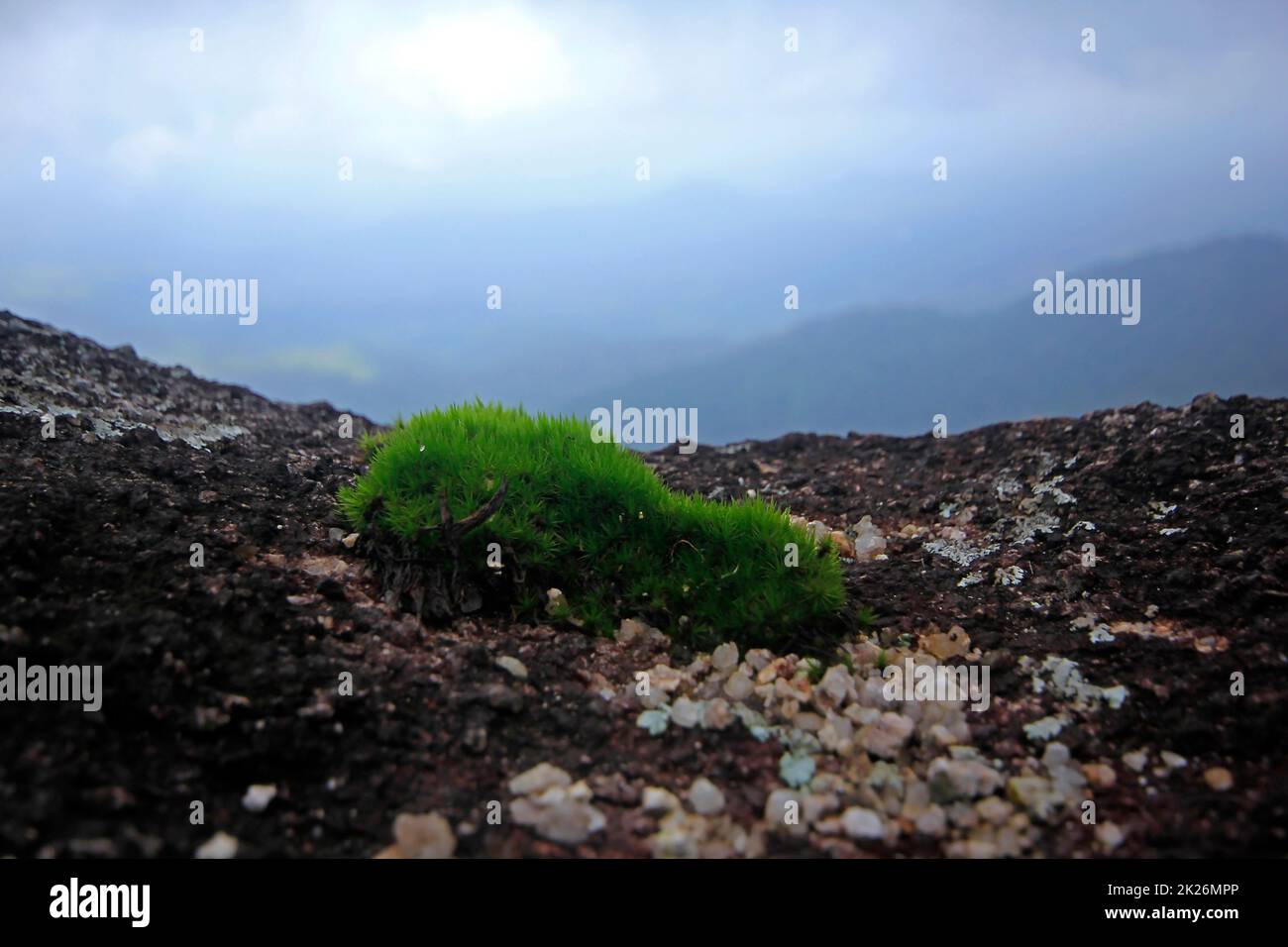 These types of mosses are widely covered on rocks Stock Photo - Alamy