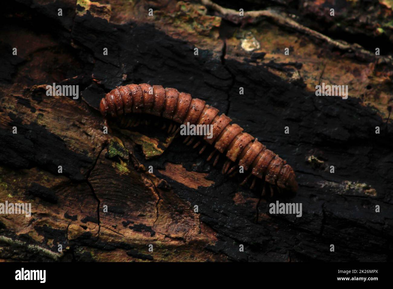 Family paradoxosomatidae hi-res stock photography and images - Alamy