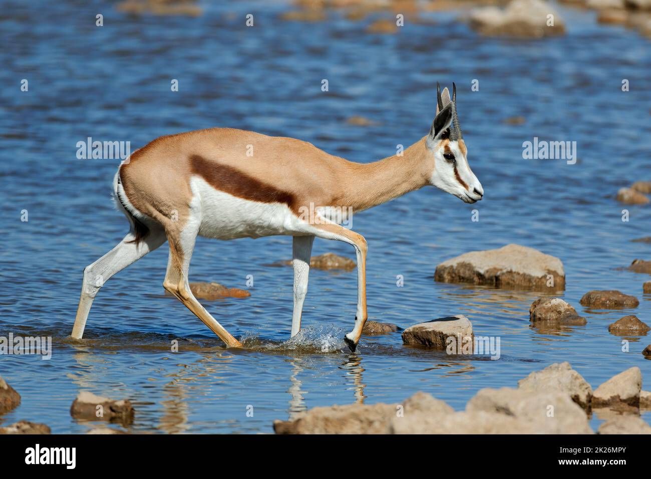 Springbok antelope walking in water Stock Photo - Alamy