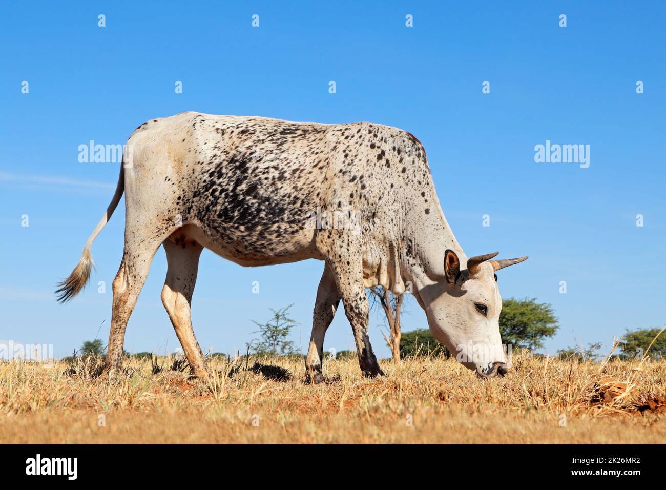 African nguni cattle hi-res stock photography and images - Alamy