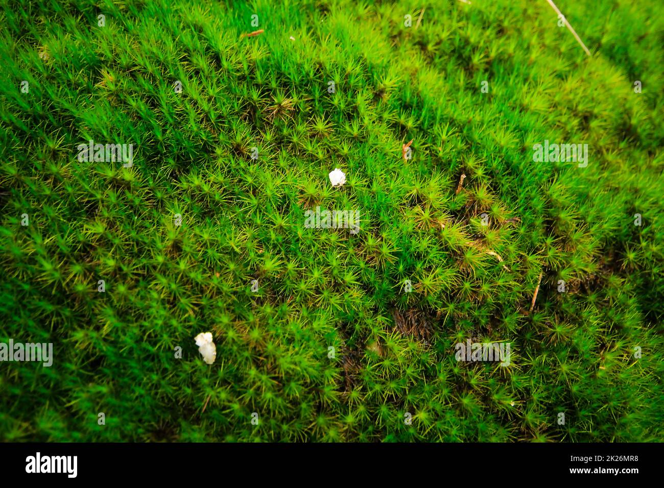 These types of mosses are widely covered on rocks Stock Photo - Alamy