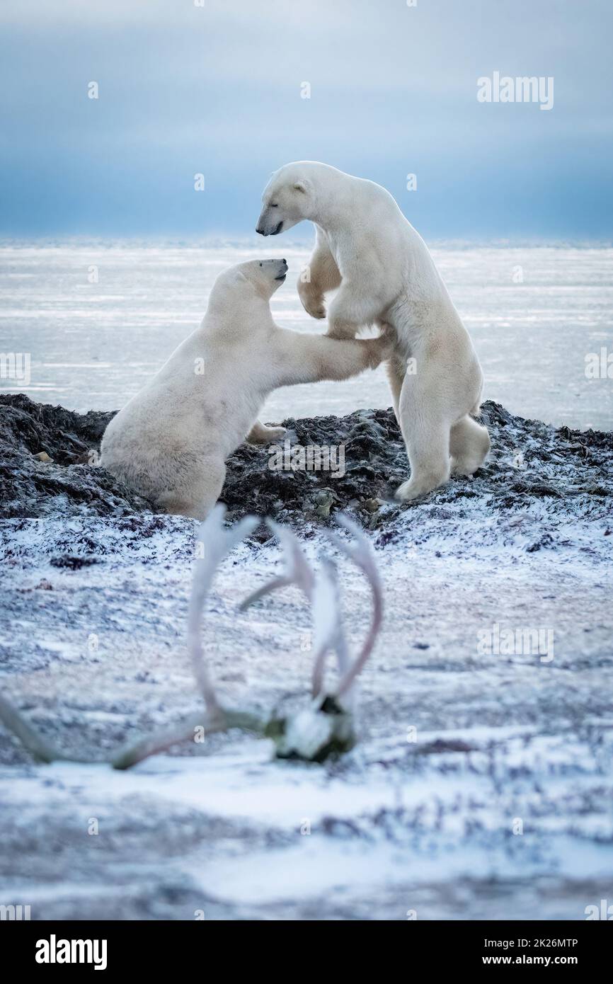 Two polar bears play fight by antlers Stock Photo - Alamy