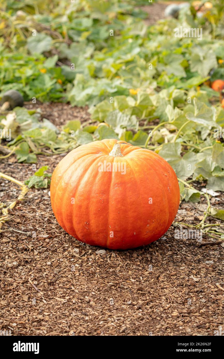 Red pumpkin cut and possibly awaiting halloween Stock Photo - Alamy