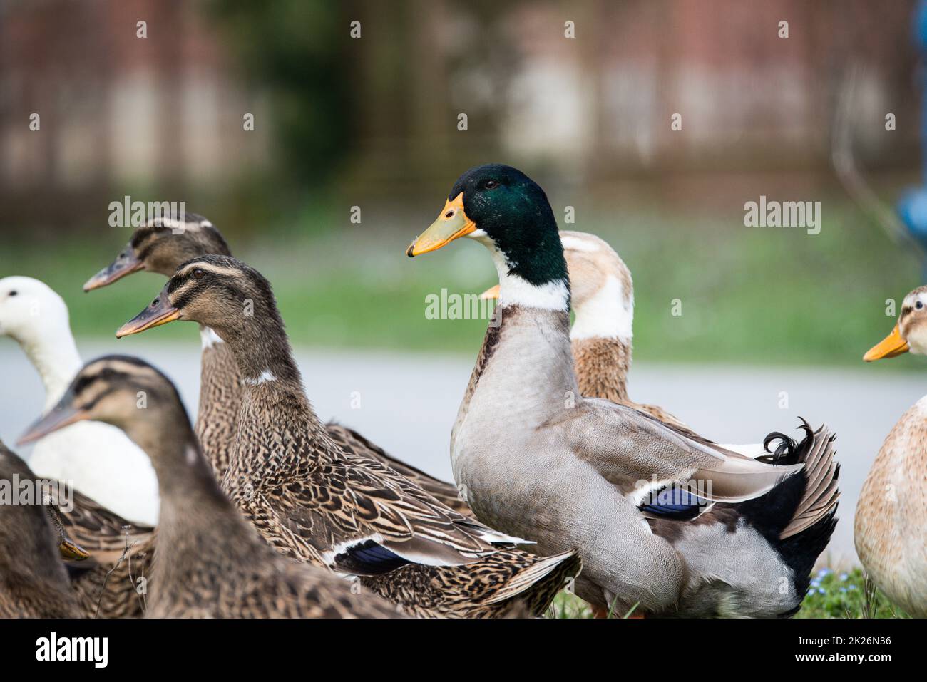Mallard duck row walking hi-res stock photography and images - Alamy