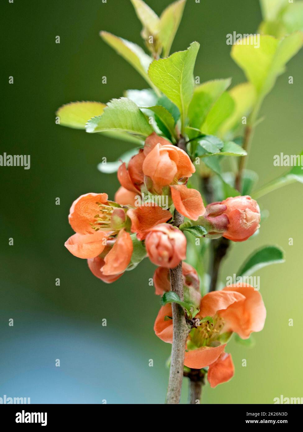 Cido hi-res stock photography and images - Alamy