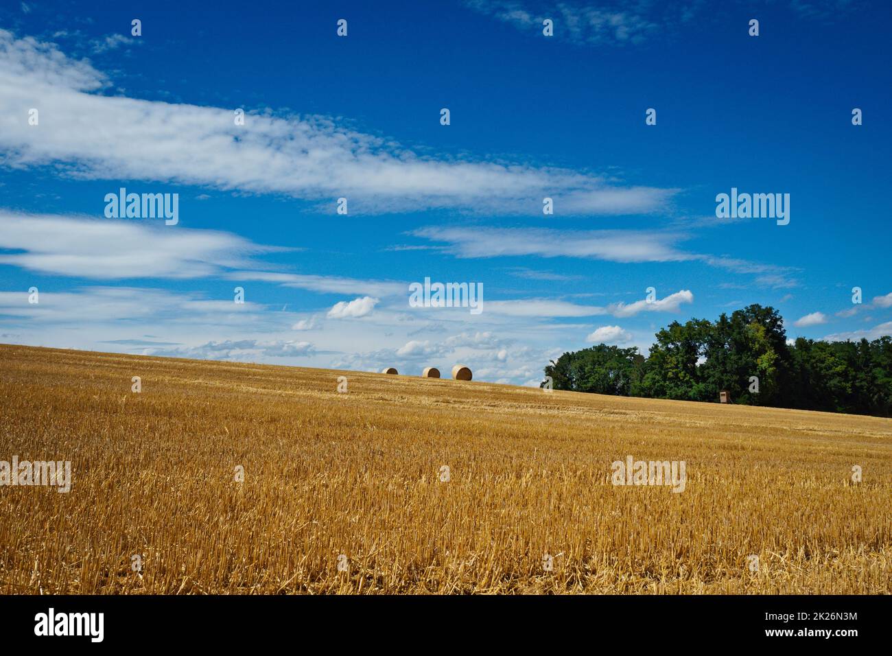 Dry wheat grain harvested hi-res stock photography and images - Alamy