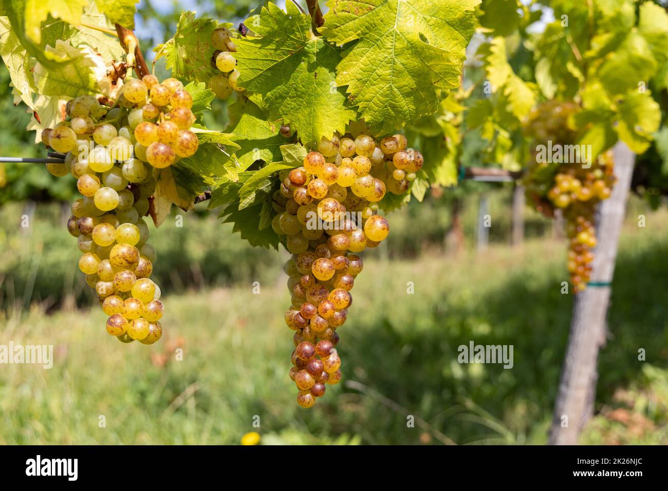 Grapes yellow muscat in Tokaj region, Unesco site, Hungary Stock Photo ...