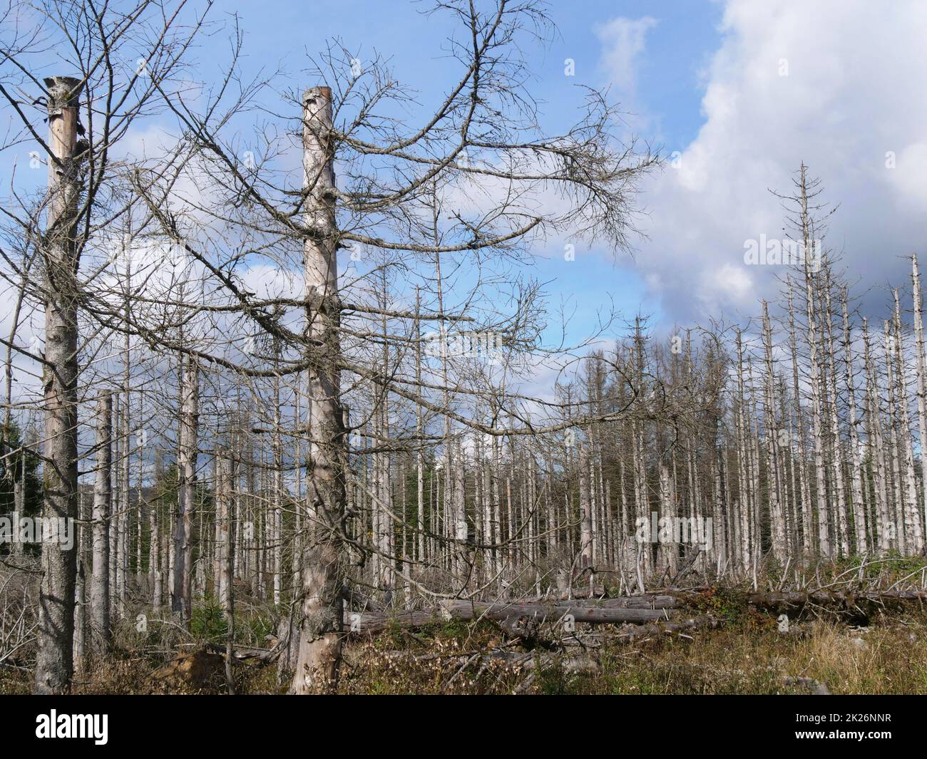 Tree dieback in the Harz mountains near the Brocken on the ...