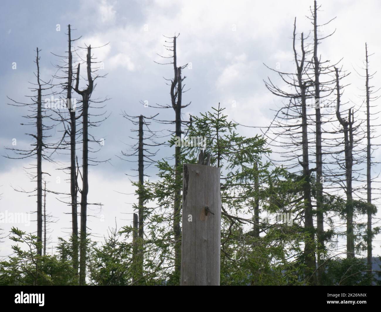 Tree dieback in the Harz mountains near the Brocken on the ...