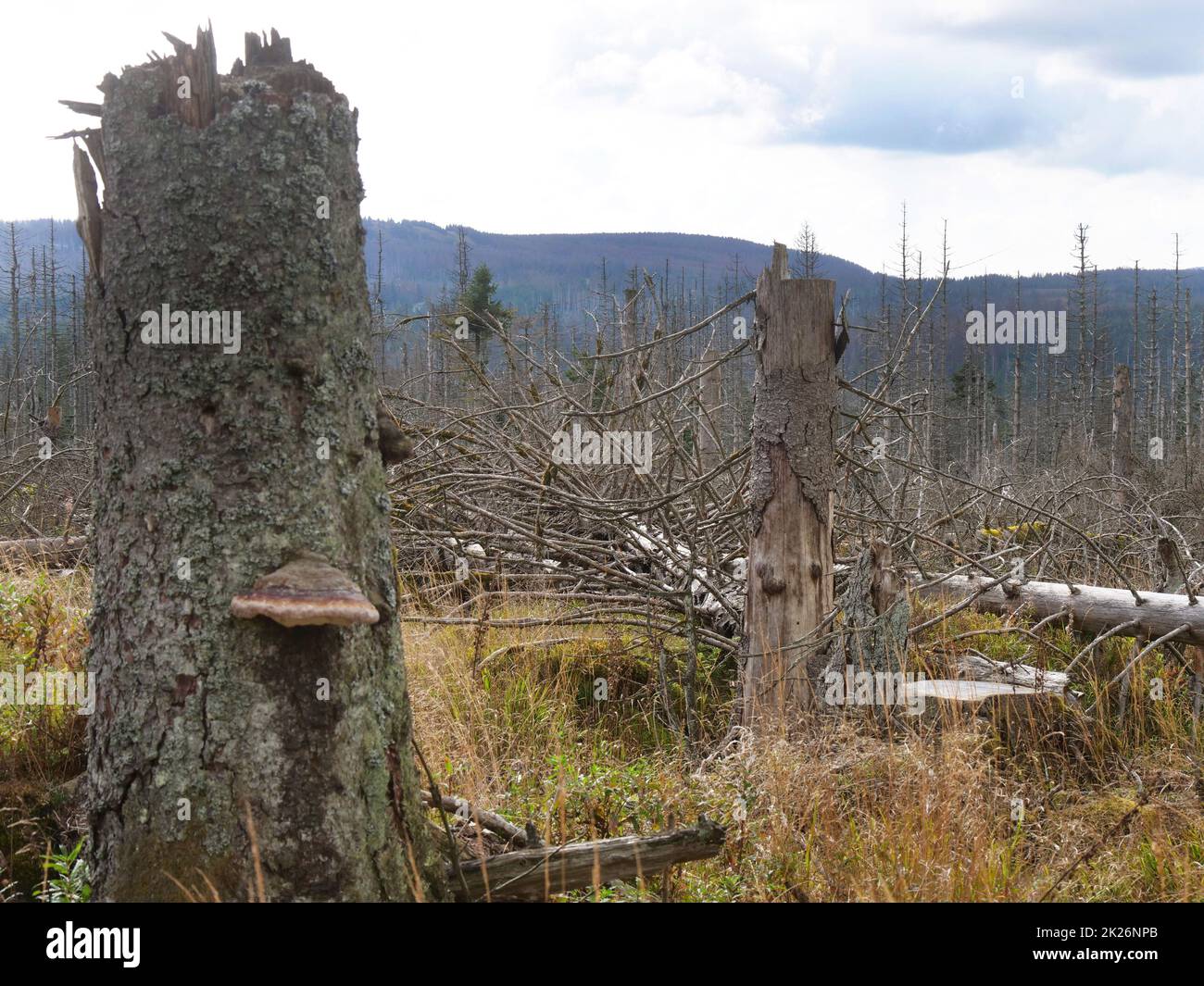 Tree dieback in the Harz mountains near the Brocken on the ...