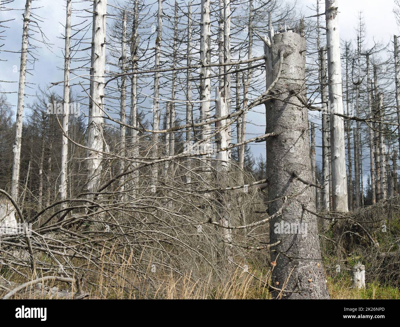 Tree dieback in the Harz mountains near the Brocken on the ...