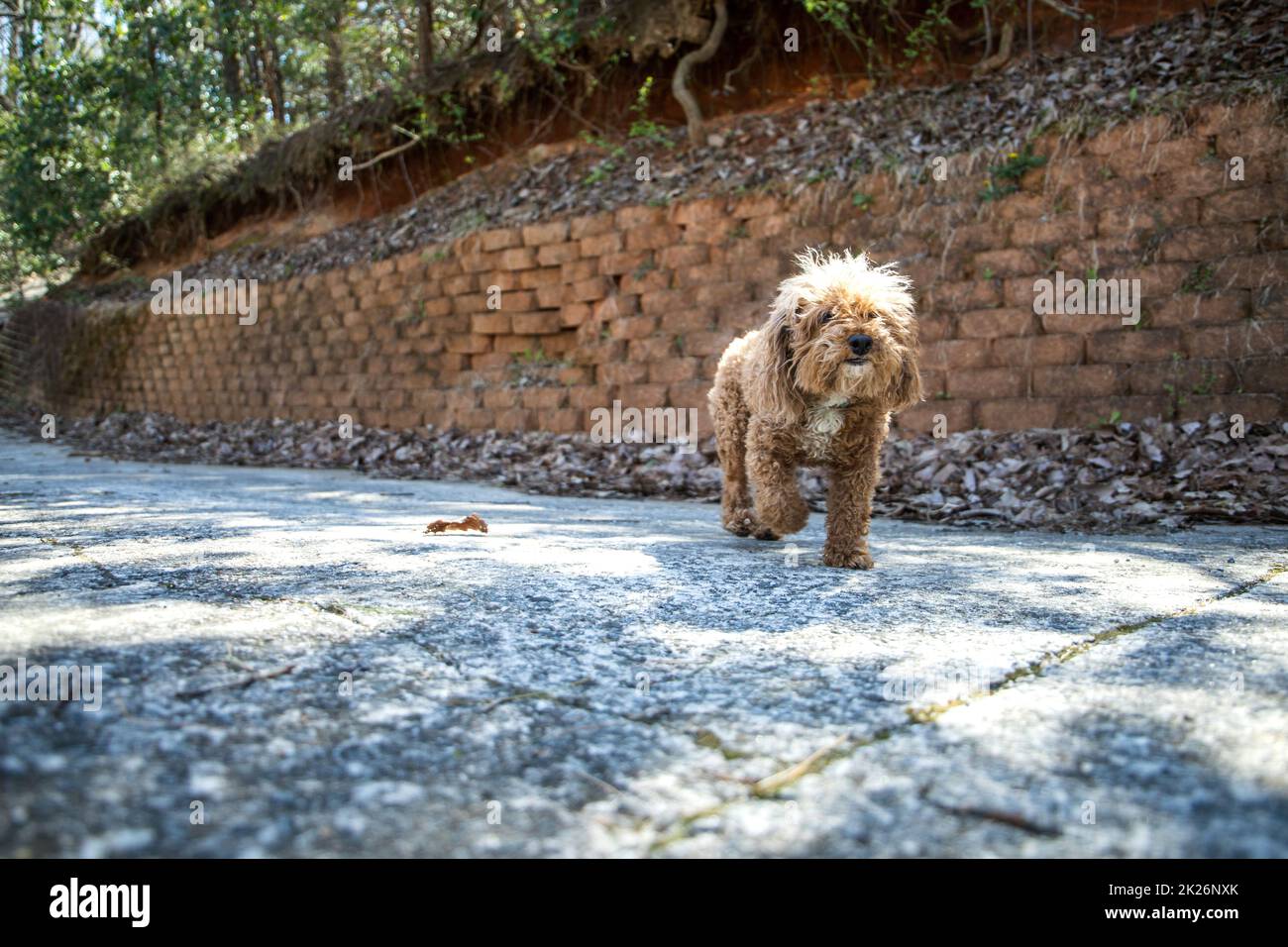 A brown redhead bichon poodle bichpoo dog walking near a retaining wall ...