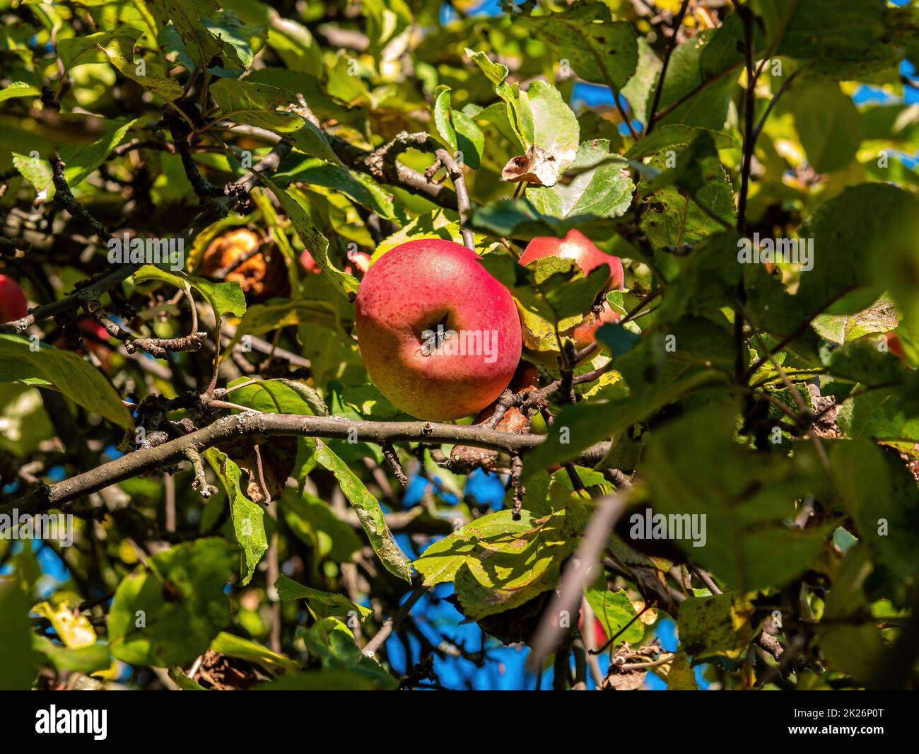 Green apple and leaves hi-res stock photography and images - Alamy