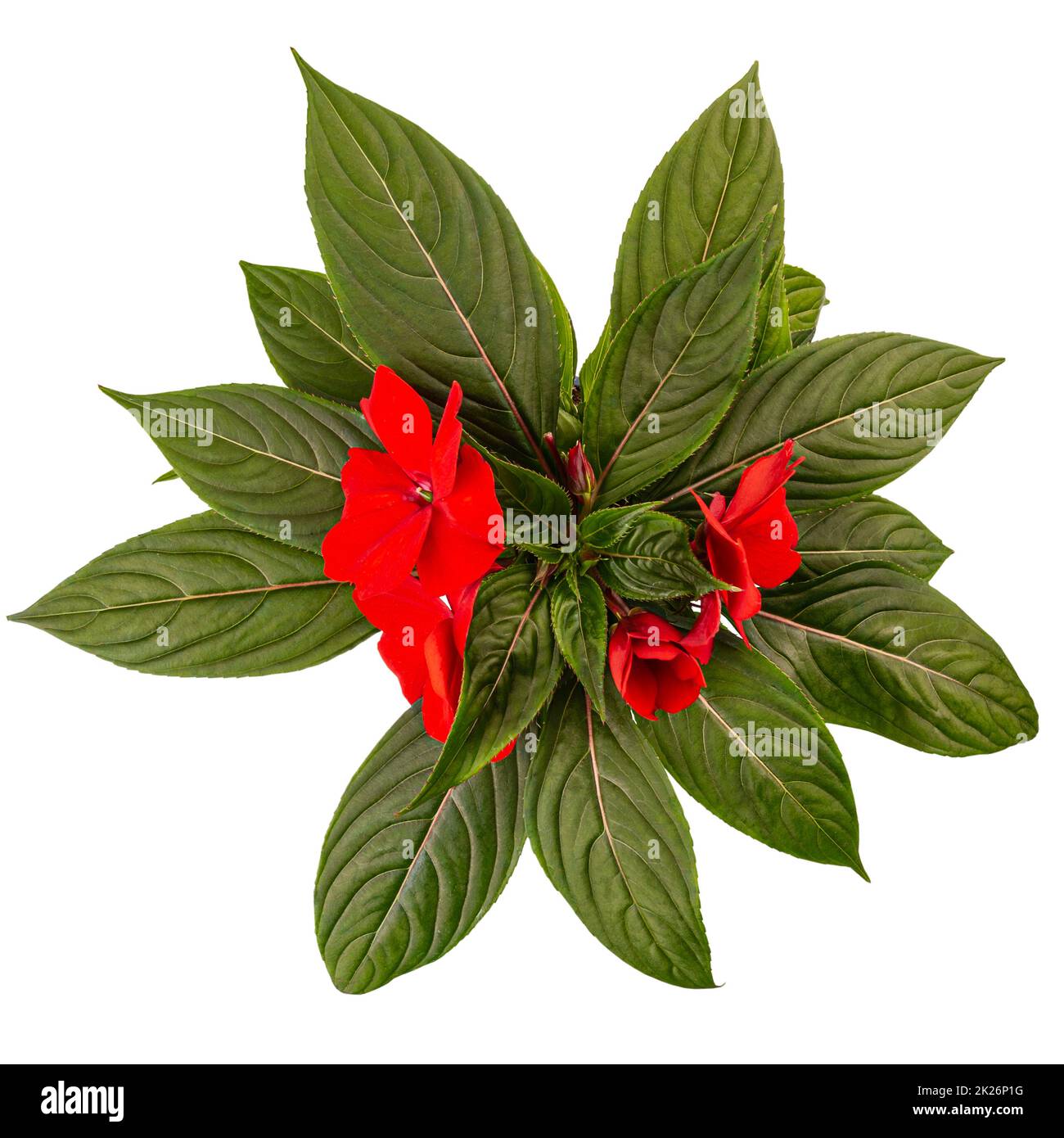 Top view red flowers Cut Out Stock Images & Pictures - Alamy