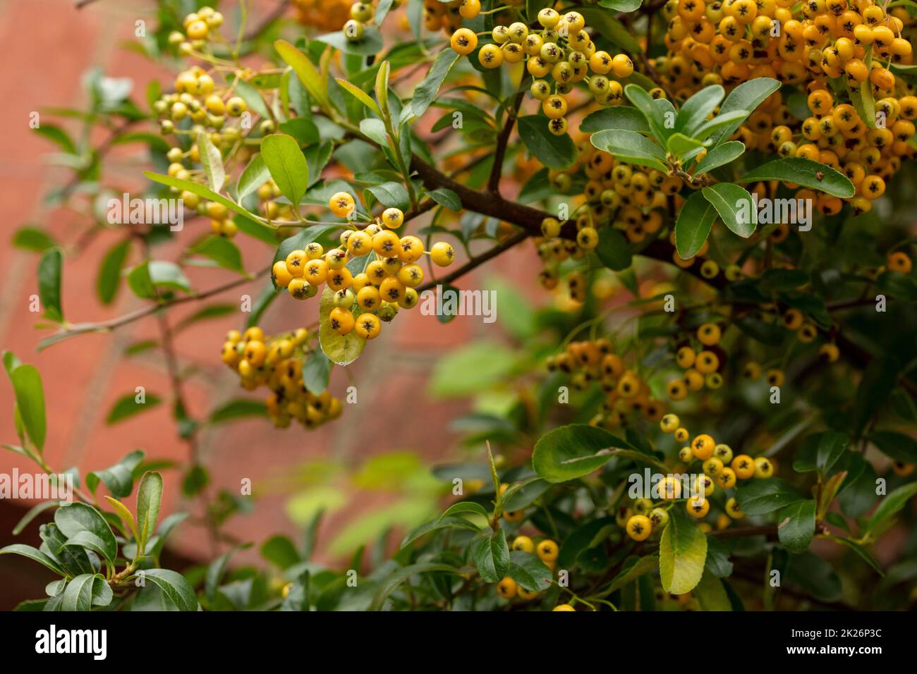 Pyracantha firelight hi-res stock photography and images - Alamy