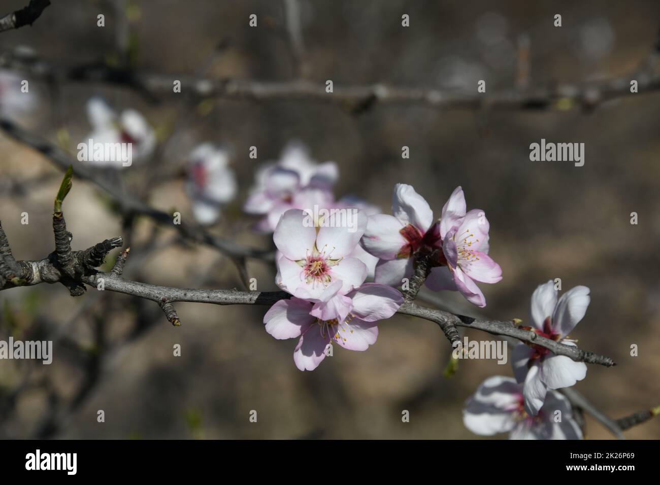 Almond blossoms on almond tree at the Costa Blanca, province of ...