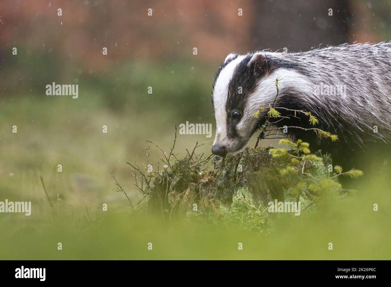 Head of European badger in the forest closeup Stock Photo - Alamy