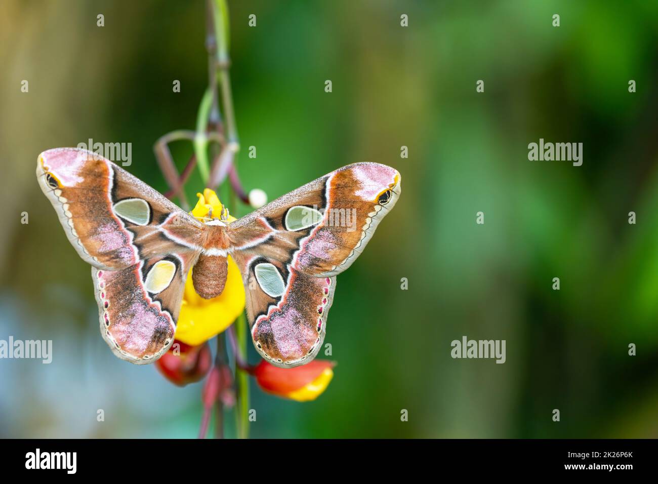 Beautiful Giant Atlas Moth (Attacus atlas) with open wings Stock Photo ...