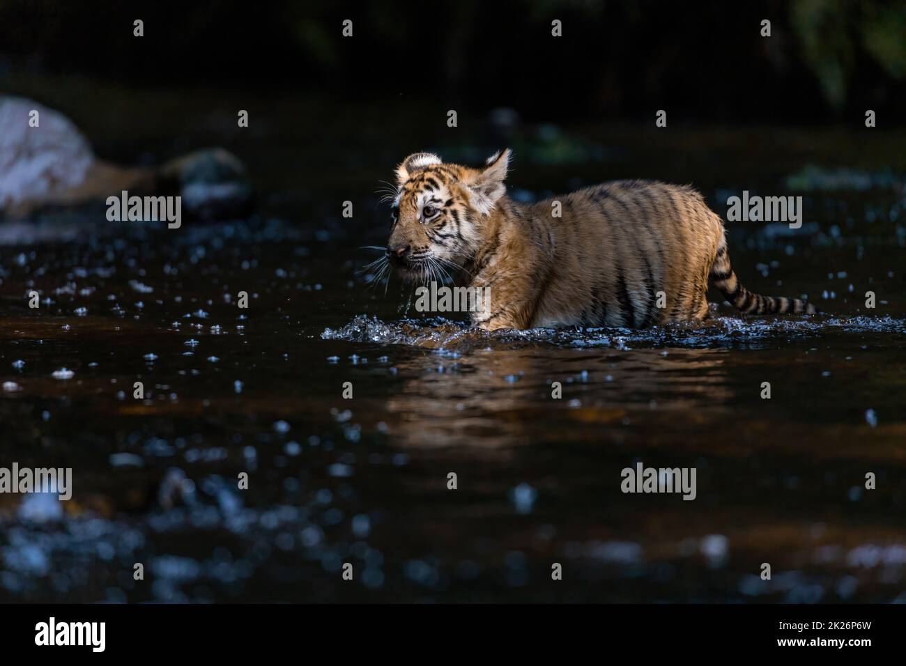 Cute Bengal tiger cub is along the belt in the river Stock Photo - Alamy