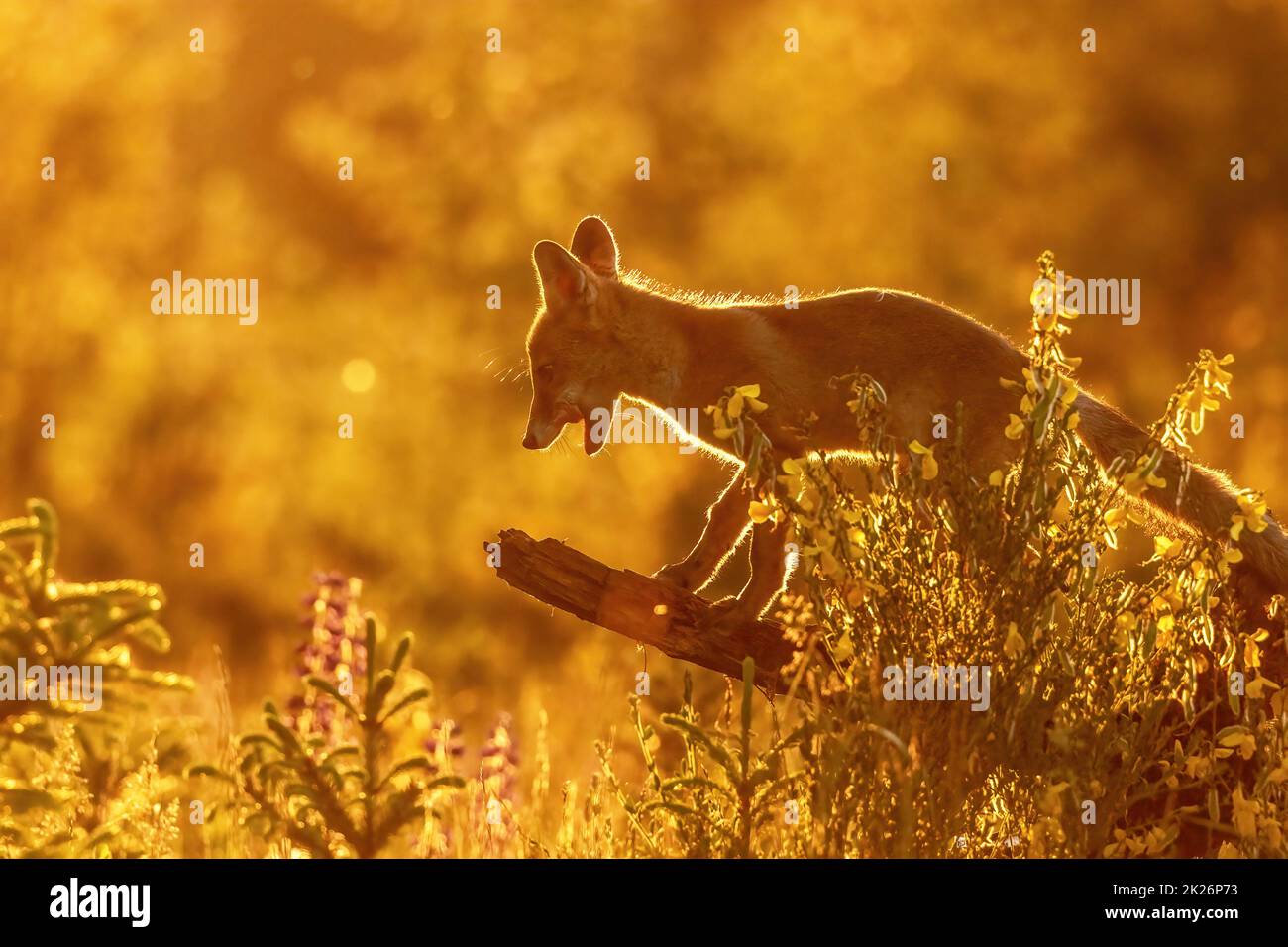 Red fox is posing with open mouth in sunset backlight Stock Photo - Alamy