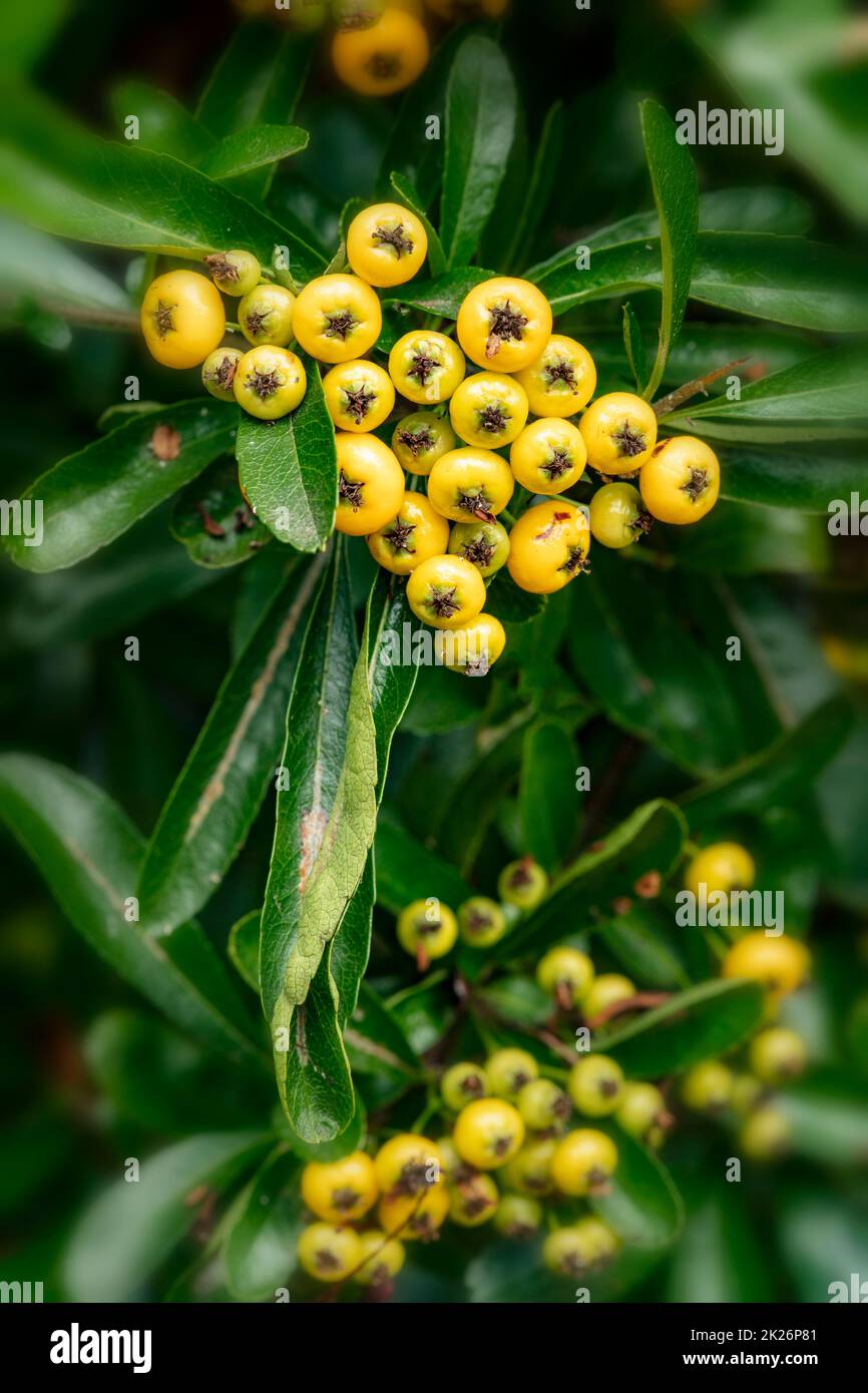Glowing Pyracantha rogersiana ‘Flava’, yellow Asian firethorn, berries ...