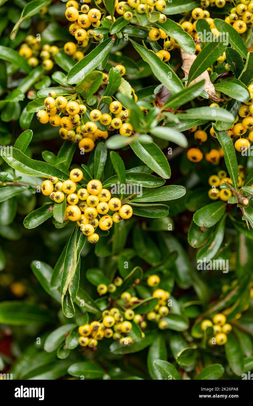 Glowing Pyracantha rogersiana ‘Flava’, yellow Asian firethorn, berries ...