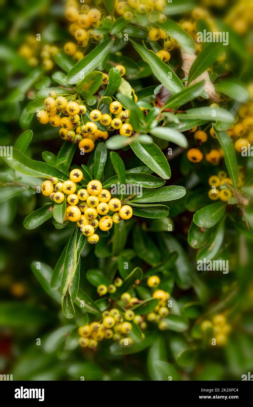 Glowing Pyracantha rogersiana ‘Flava’, yellow Asian firethorn, berries ...