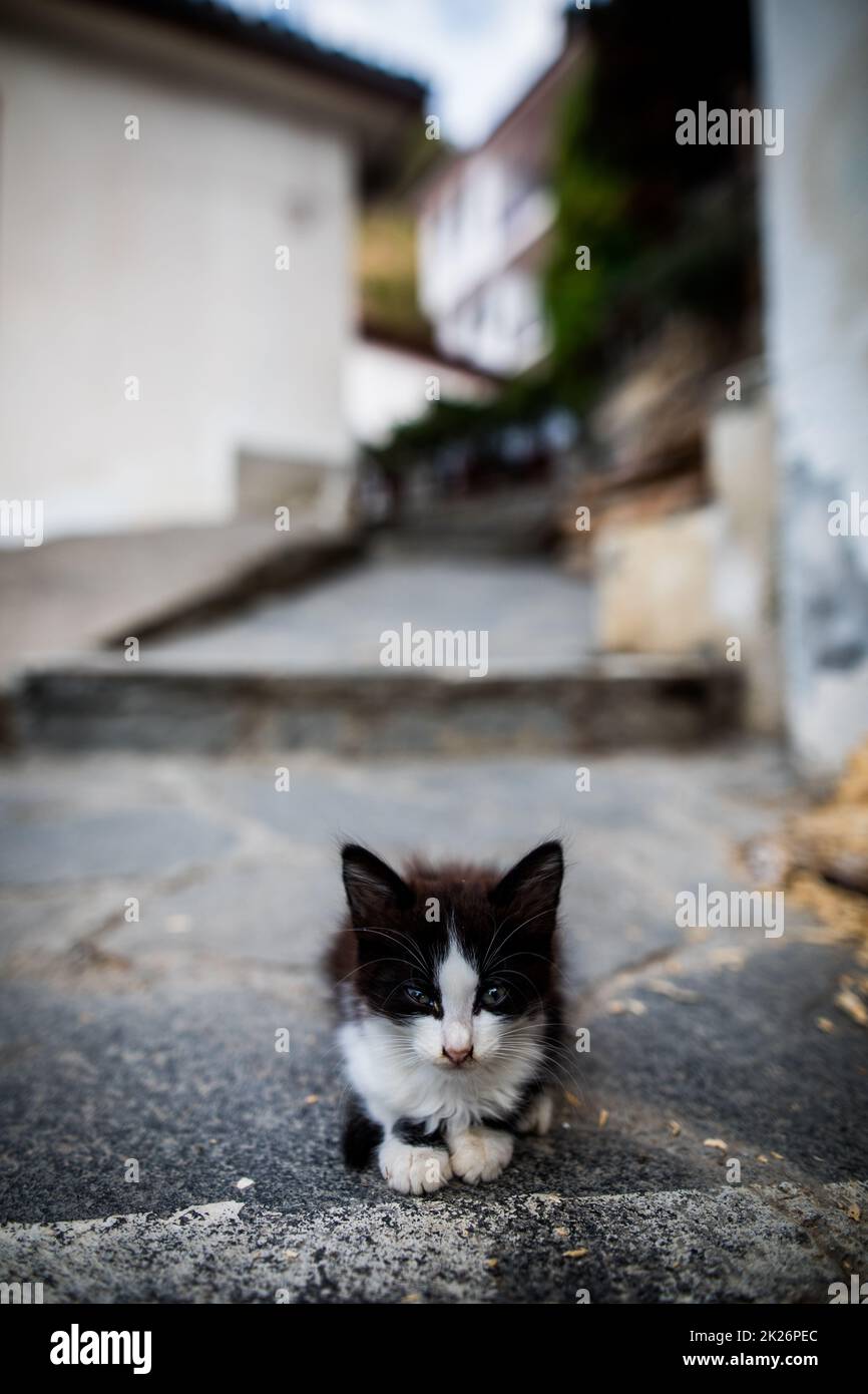 Kitten on street hi-res stock photography and images - Alamy