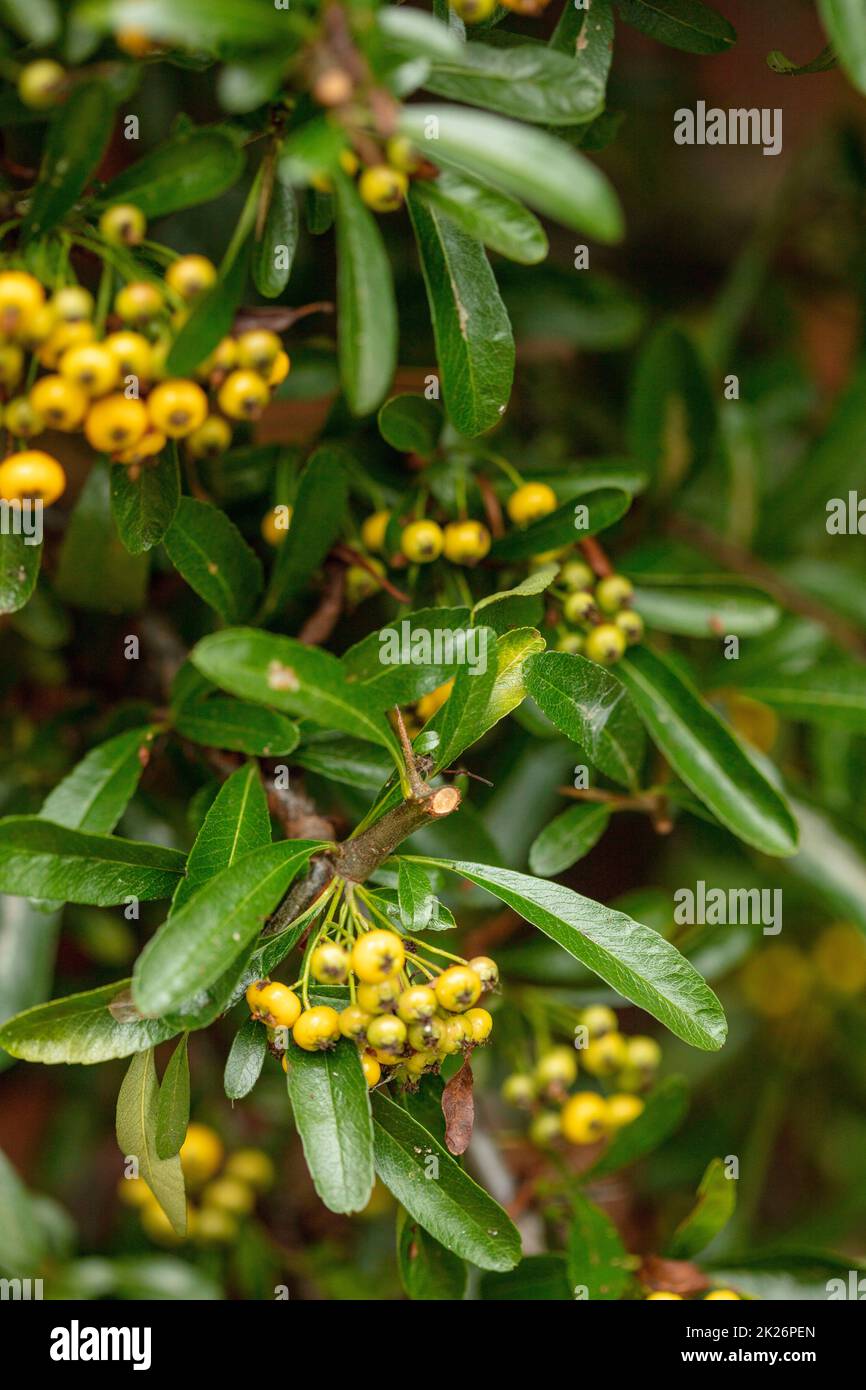 Glowing Pyracantha rogersiana ‘Flava’, yellow Asian firethorn, berries ...