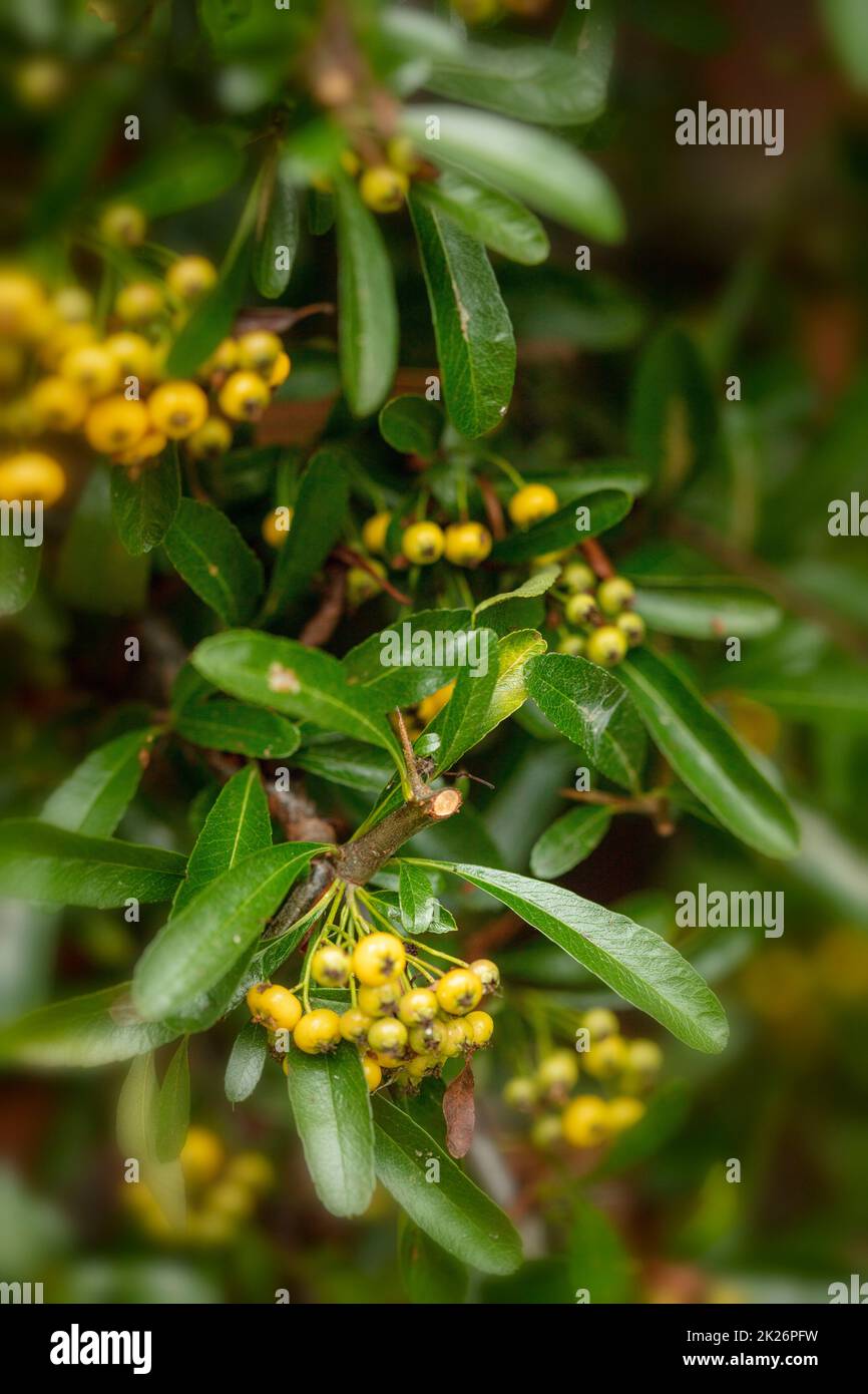 Glowing Pyracantha rogersiana ‘Flava’, yellow Asian firethorn, berries ...