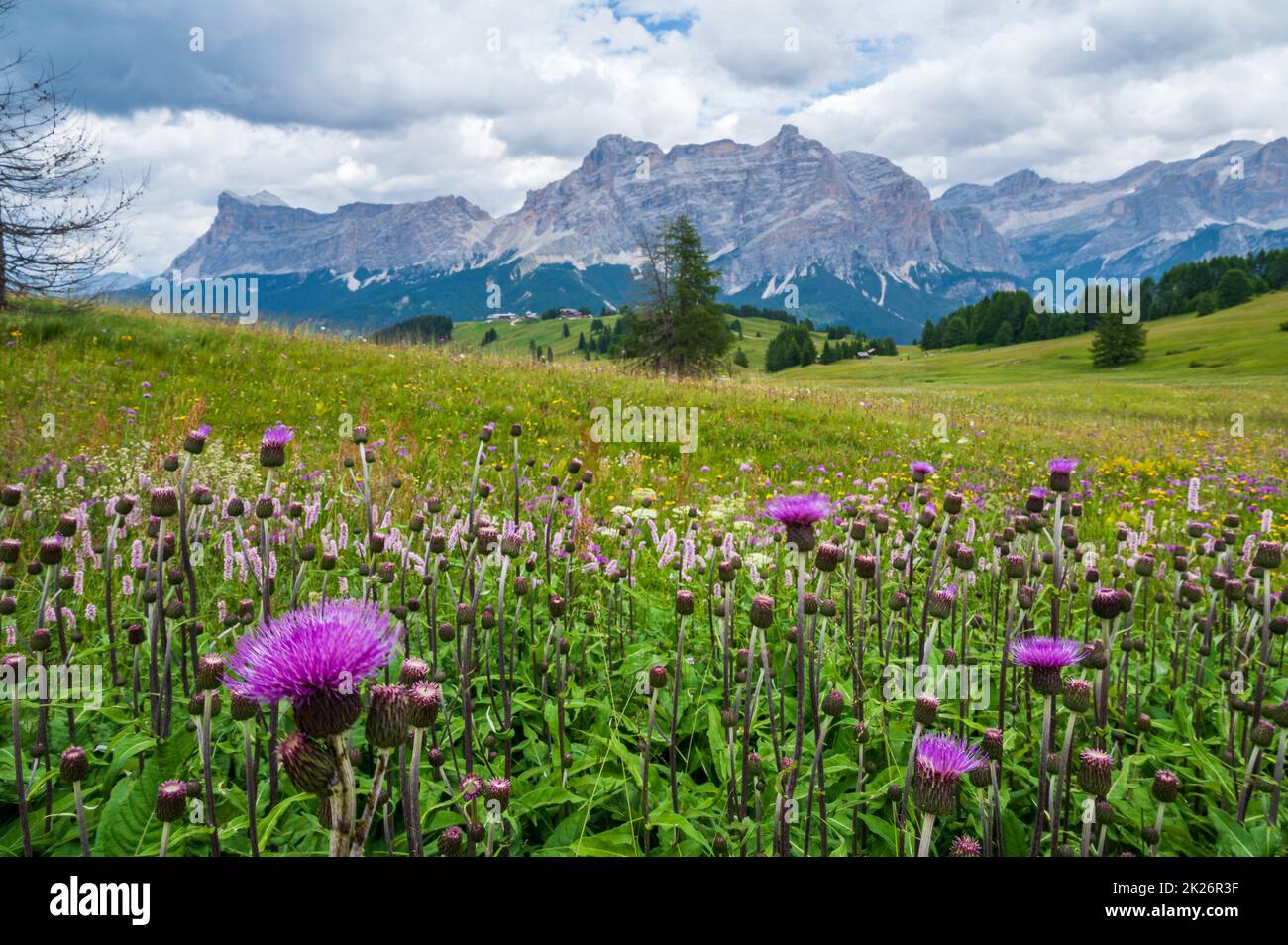 Pralongia Plateau in the Dolomites Stock Photo - Alamy