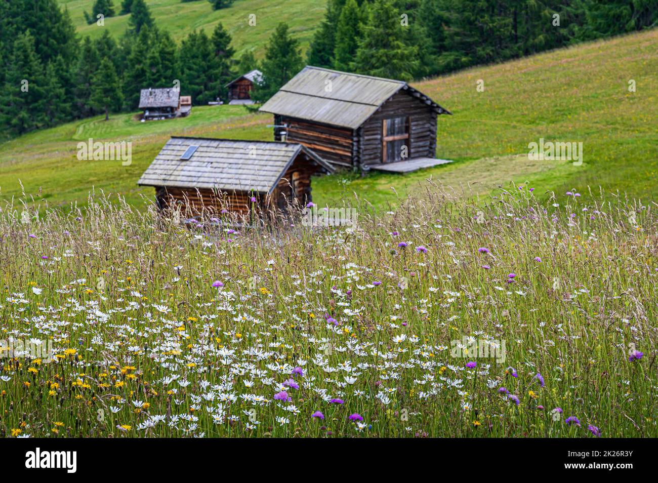 Pralongia Plateau in the Dolomites Stock Photo - Alamy