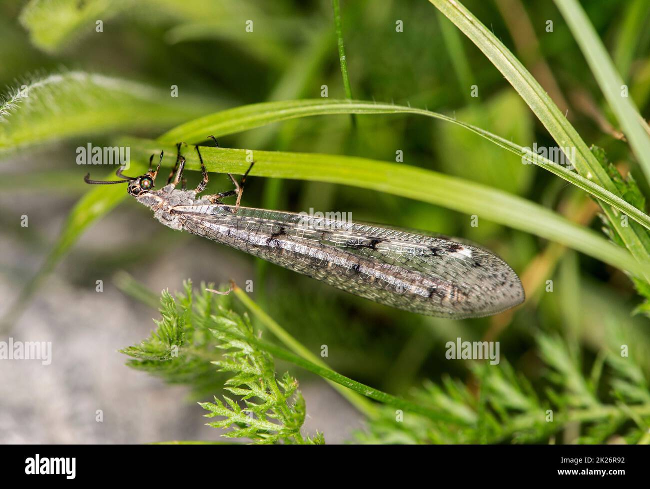 Switzerland in images hi-res stock photography and images - Alamy