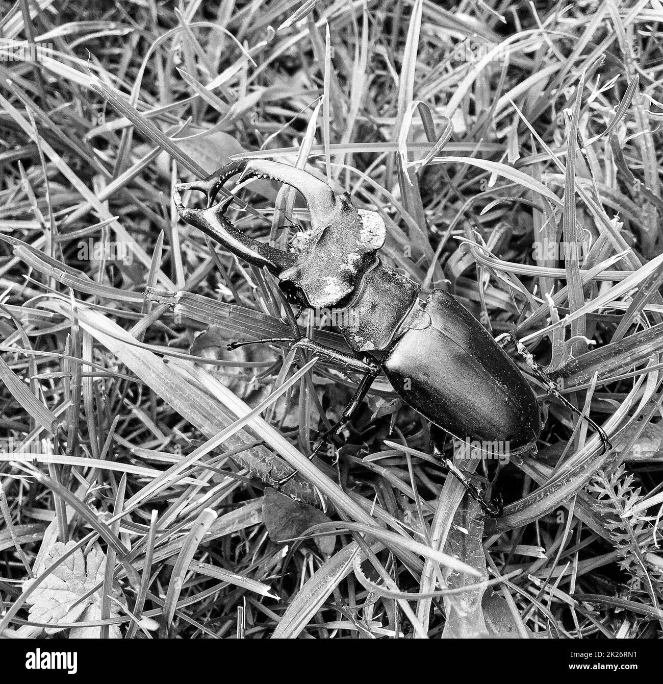 Rhinoceros beetle stag beetle hi-res stock photography and images - Alamy