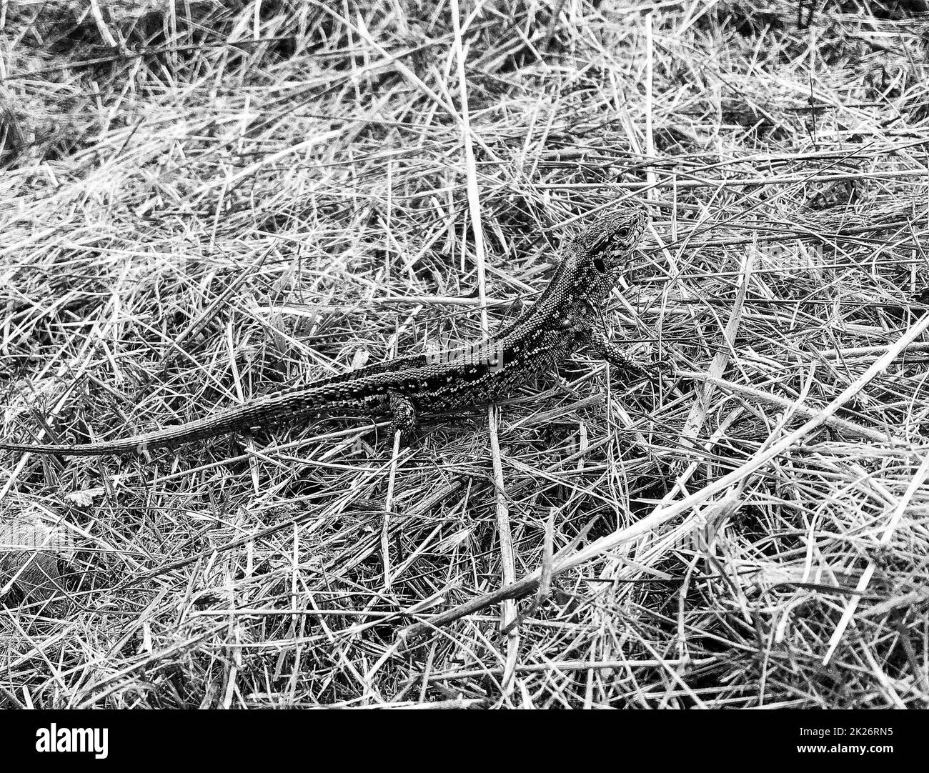 Skin bright hi-res stock photography and images - Alamy