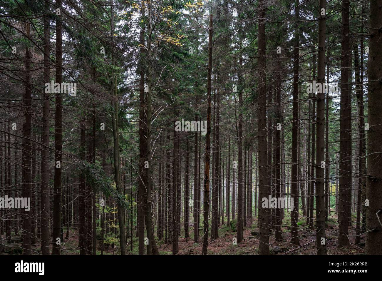 Pine forest. Many tree trunks as a background Stock Photo - Alamy