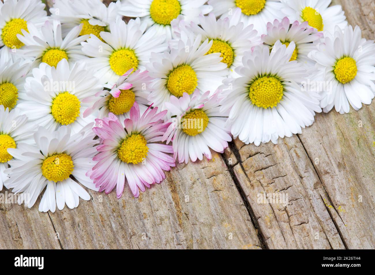 Flowers daisies background hi-res stock photography and images - Alamy
