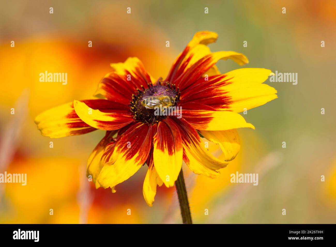 Red orange rudbeckia flowers hi-res stock photography and images - Alamy