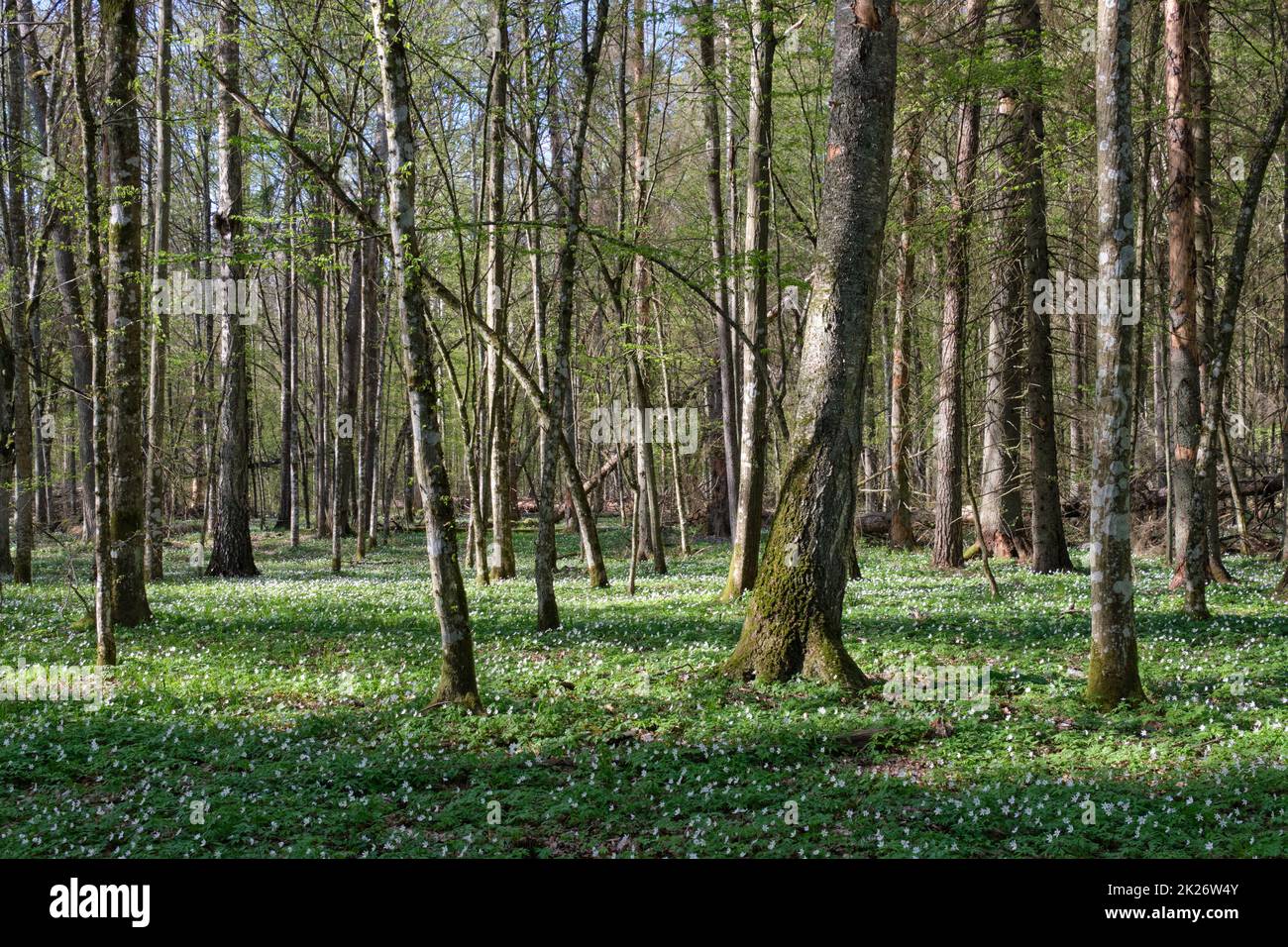 Hornbeam tree deciduous forest in spring Stock Photo - Alamy