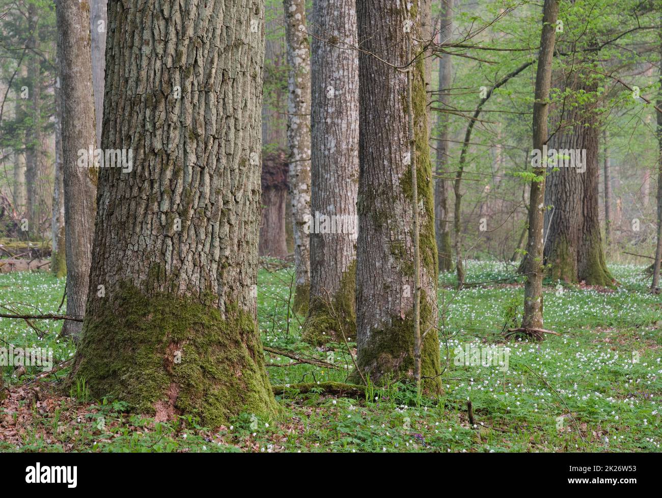 Deciduous forest in springtime before sunrise Stock Photo - Alamy