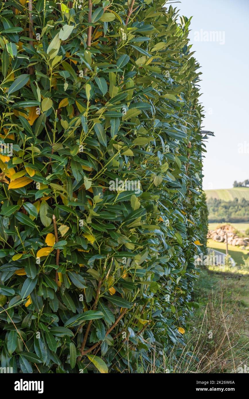 Privacy screen hedge hi-res stock photography and images - Alamy
