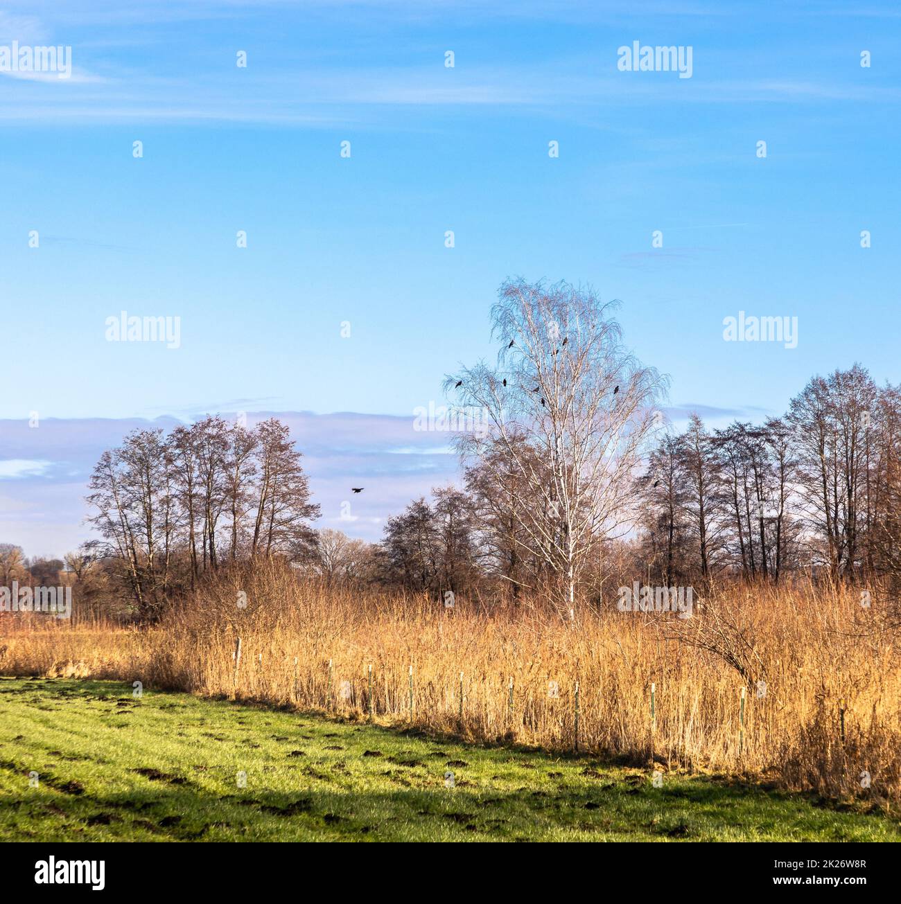 Birds on a birch tree in a marsh in Bavaria, Germany Stock Photo - Alamy