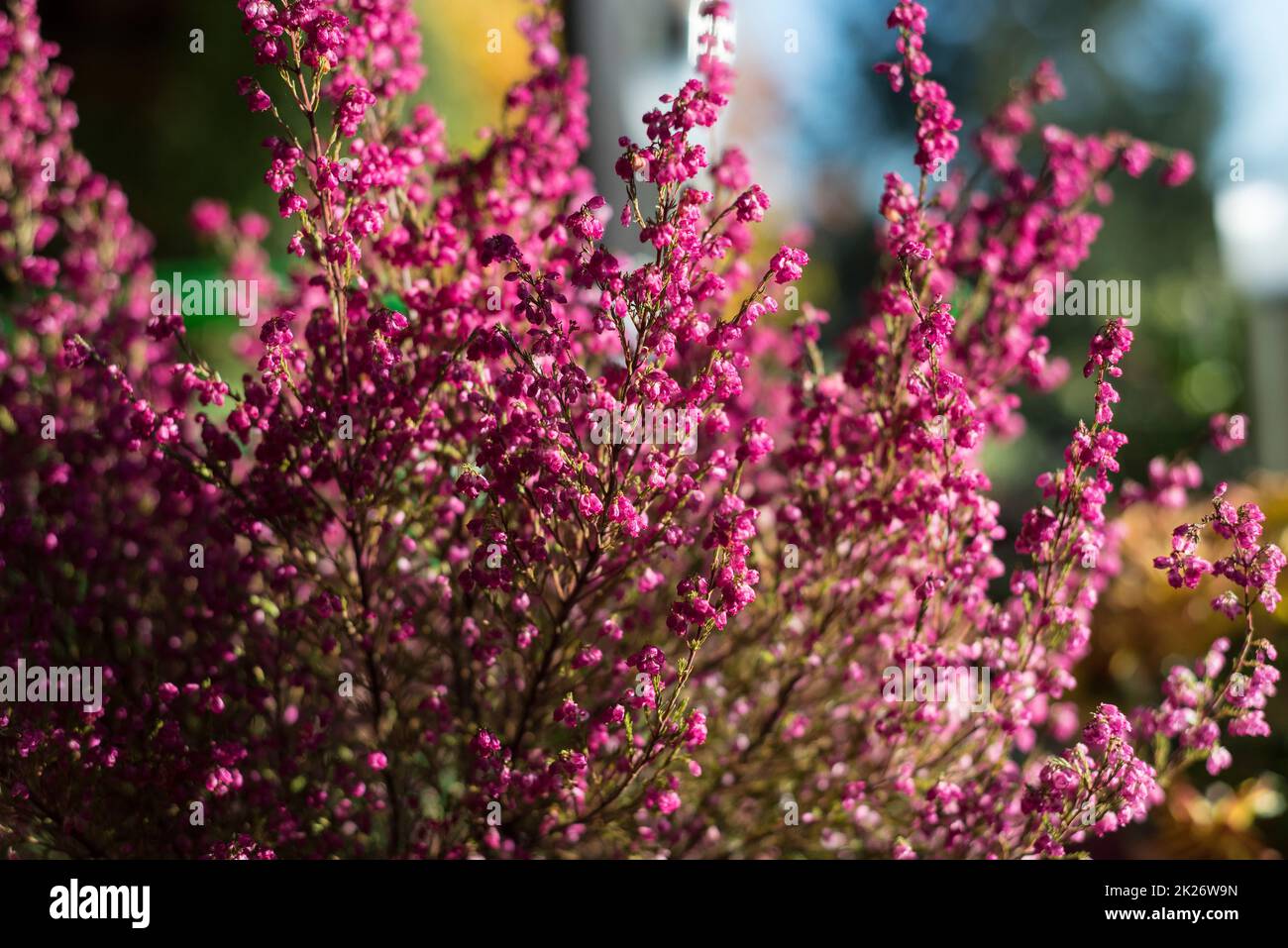 Heather growth hi-res stock photography and images - Alamy