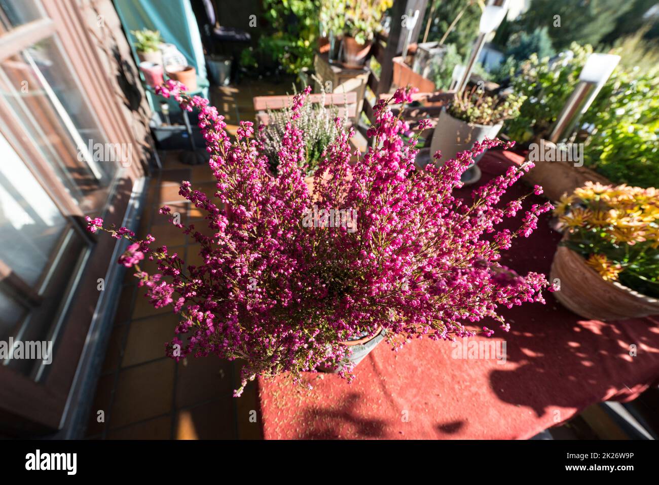Heather growth hi-res stock photography and images - Alamy