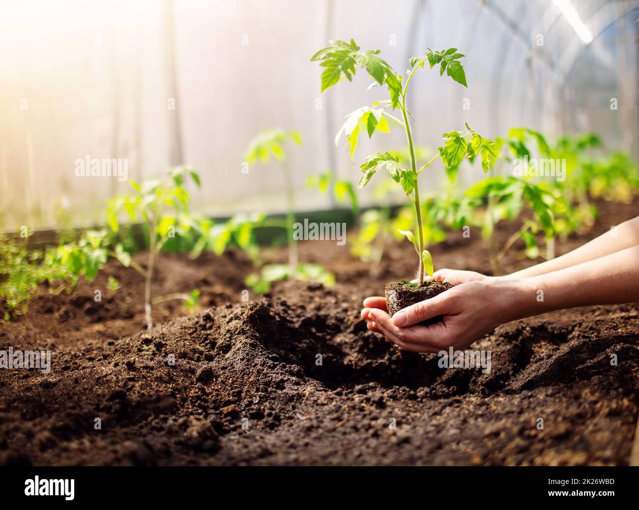 Human hands planting sprouts of tomatos in greenhouse Stock Photo - Alamy