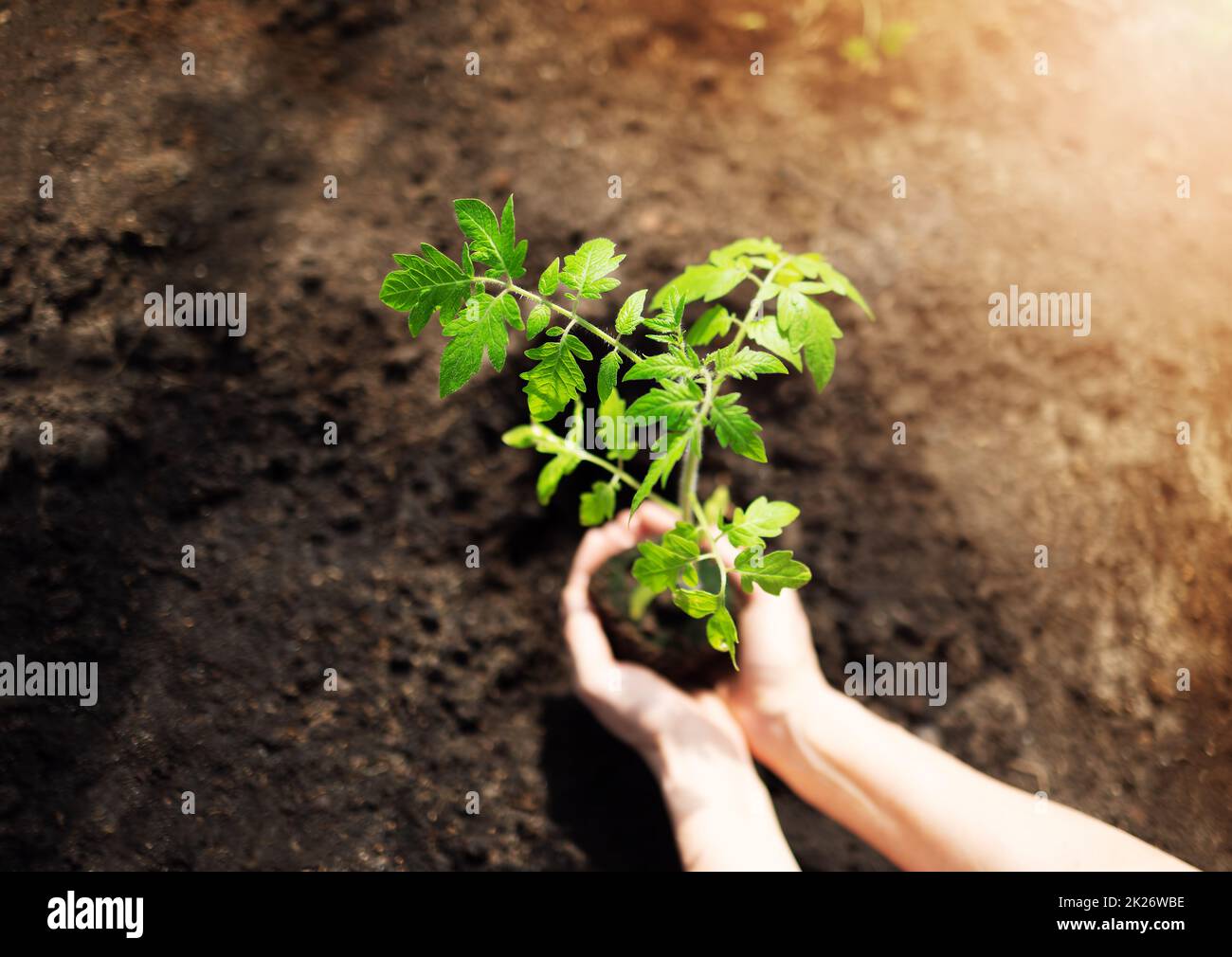 Care tomato plant woman hi-res stock photography and images - Alamy
