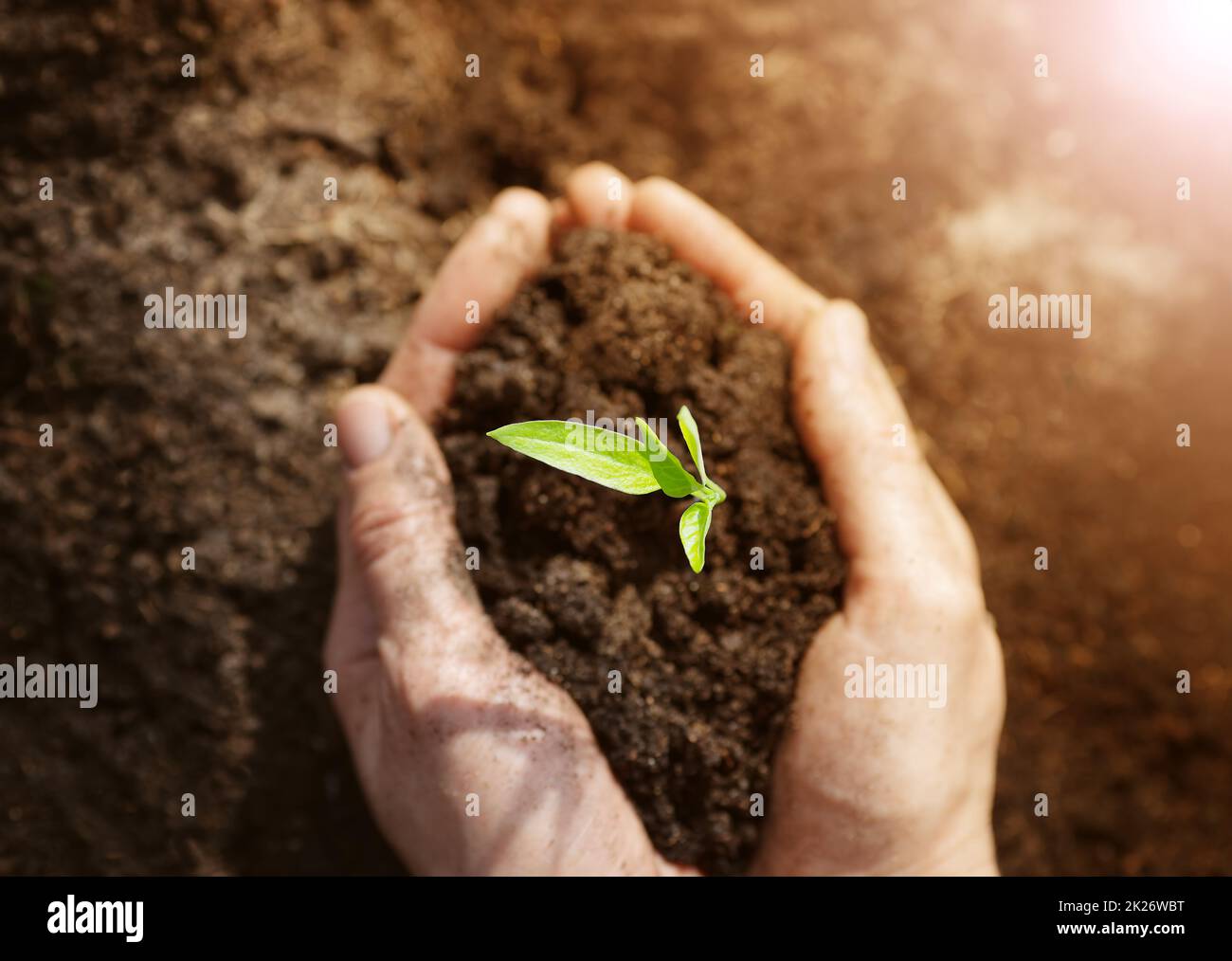 Woman hands taking care of a seedling in the soil Stock Photo - Alamy