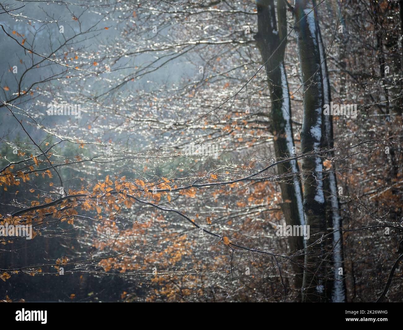 rain. raindrops on the branches of a blue photophone, rainy weather ...