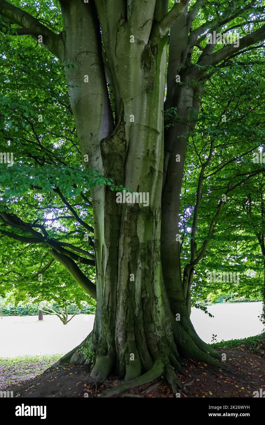 A very old twisted tree with many roots Stock Photo - Alamy